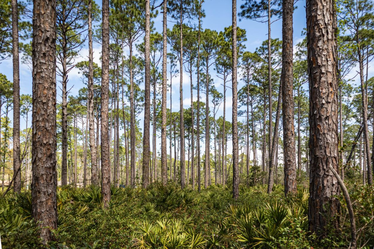 Home - Johnson & Sons | Land Clearing & Forestry Mulching Experts in St ...